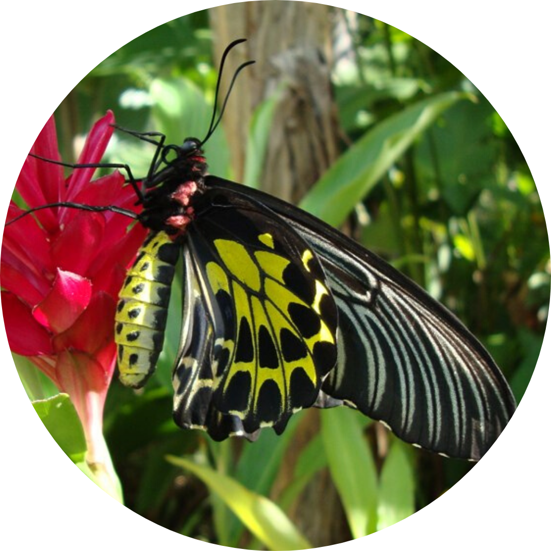 BBC Butterfly Centre – Conservation benefitting local communities